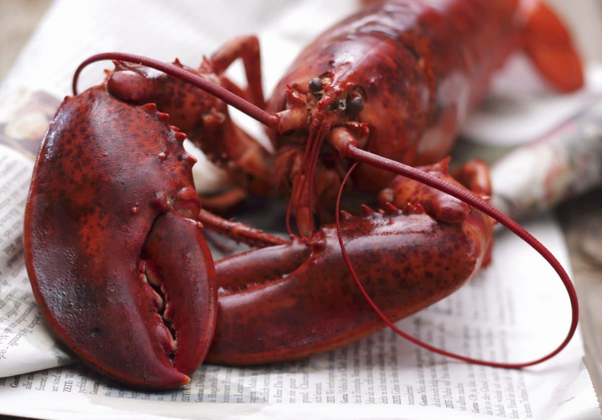 Cuisiné par les ténors, le homard appelle un vin rouge - Olivier ...